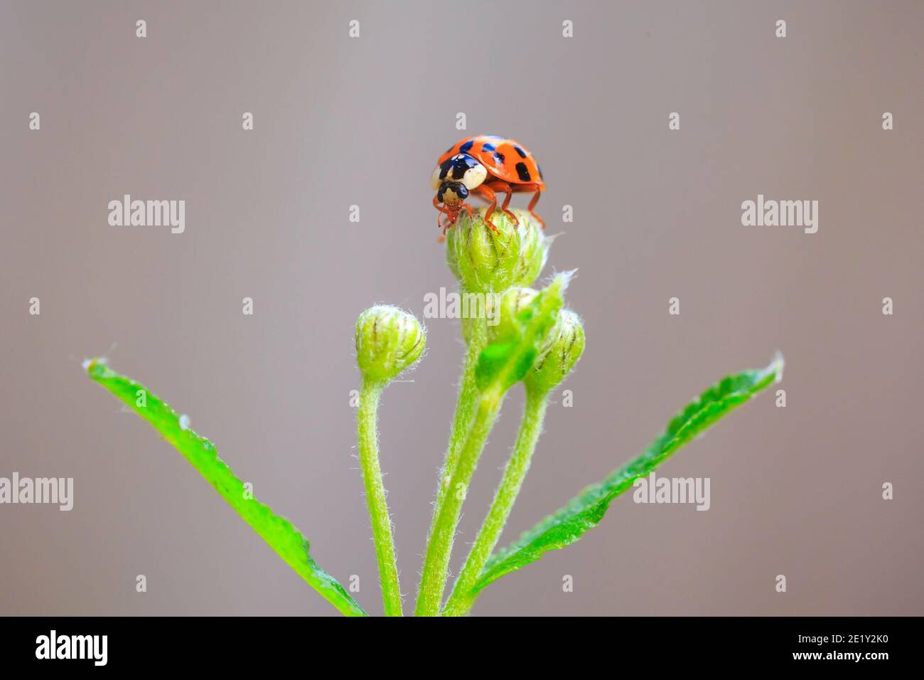 Ladybug or ladybird insect climbing. Fresh, vibrant colors and sunlight ...