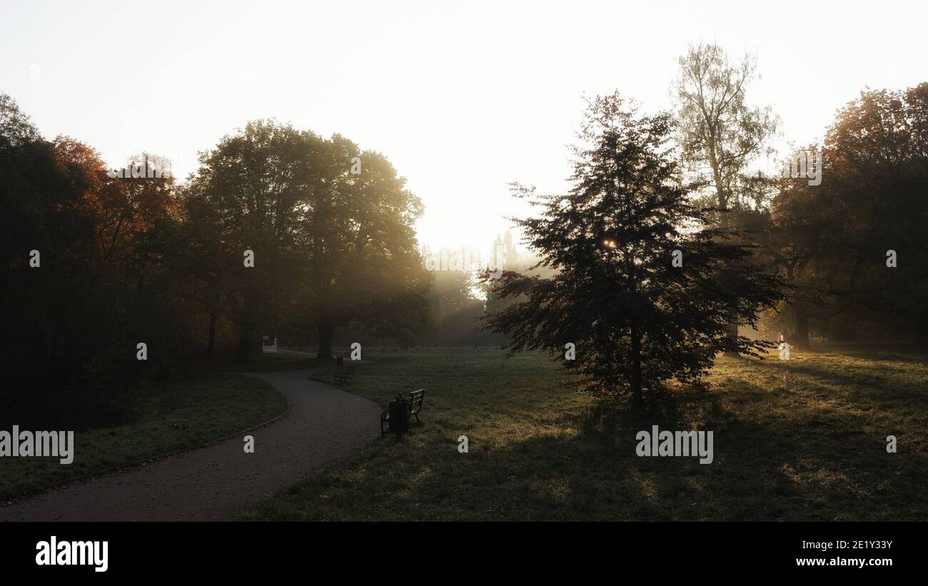 Sunbeams through maple branches hi-res stock photography and images - Alamy