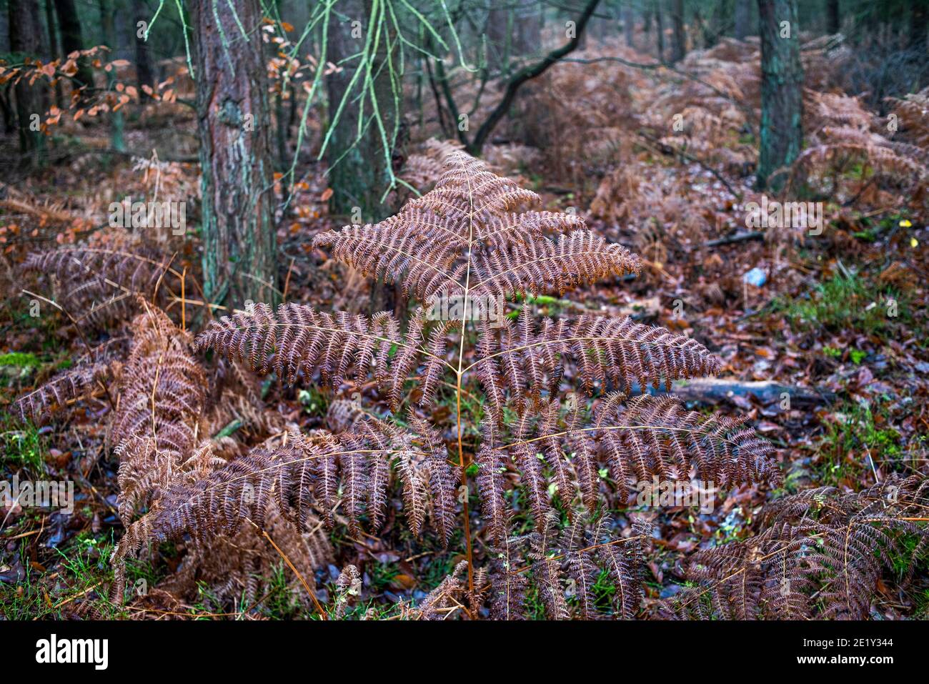 Autumn fern hi-res stock photography and images - Alamy