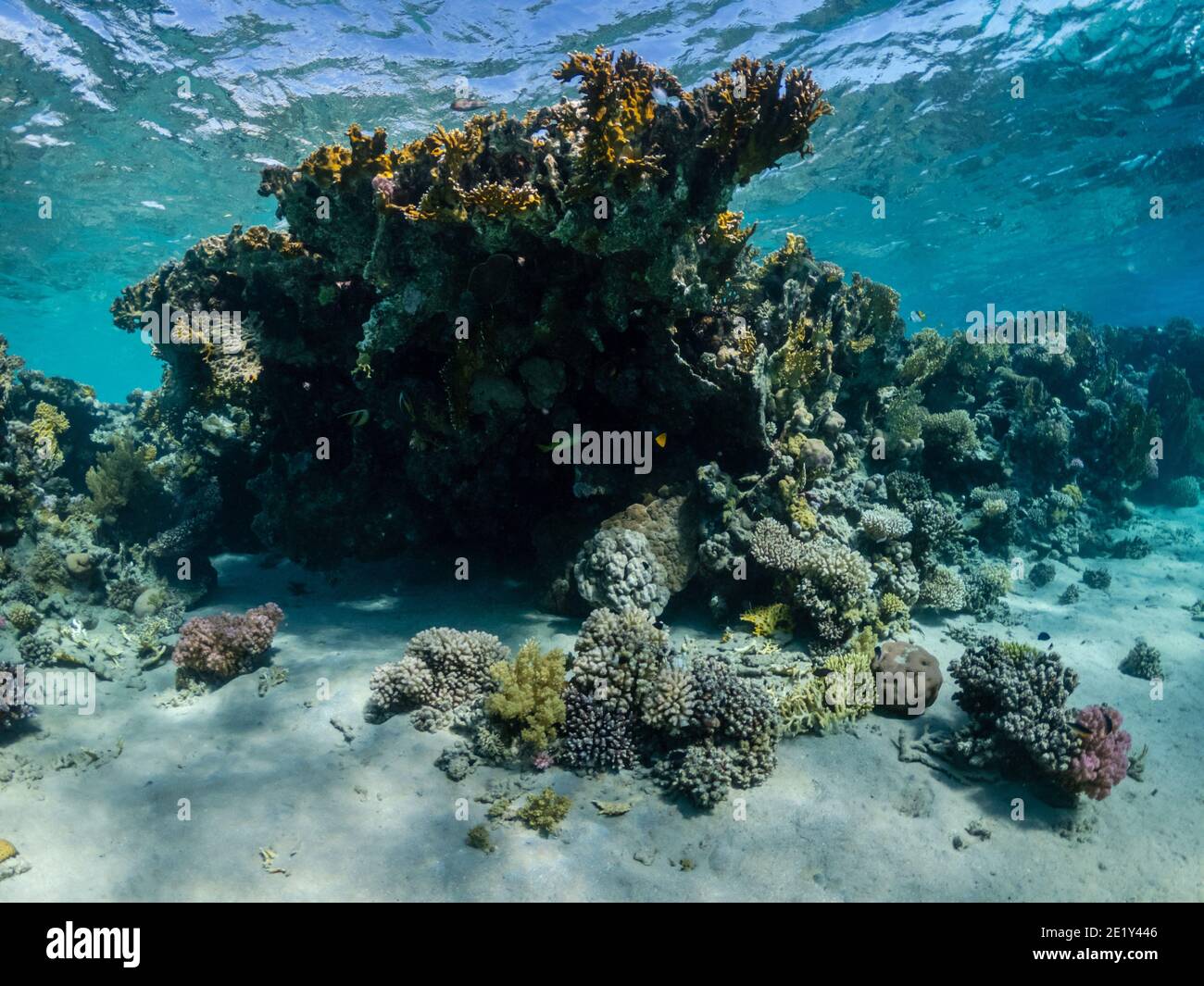 Saudi arabia underwater red sea hi-res stock photography and images - Alamy