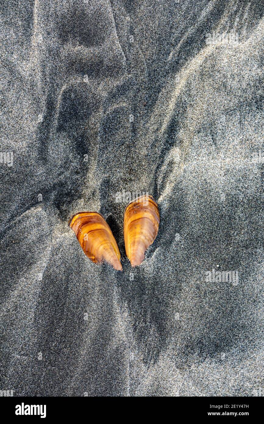 Razor clam hi-res stock photography and images - Alamy