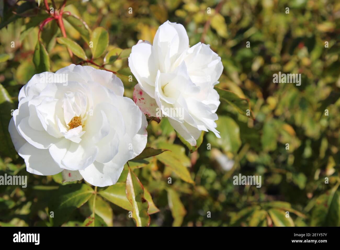 White rose with greenery hi-res stock photography and images - Alamy