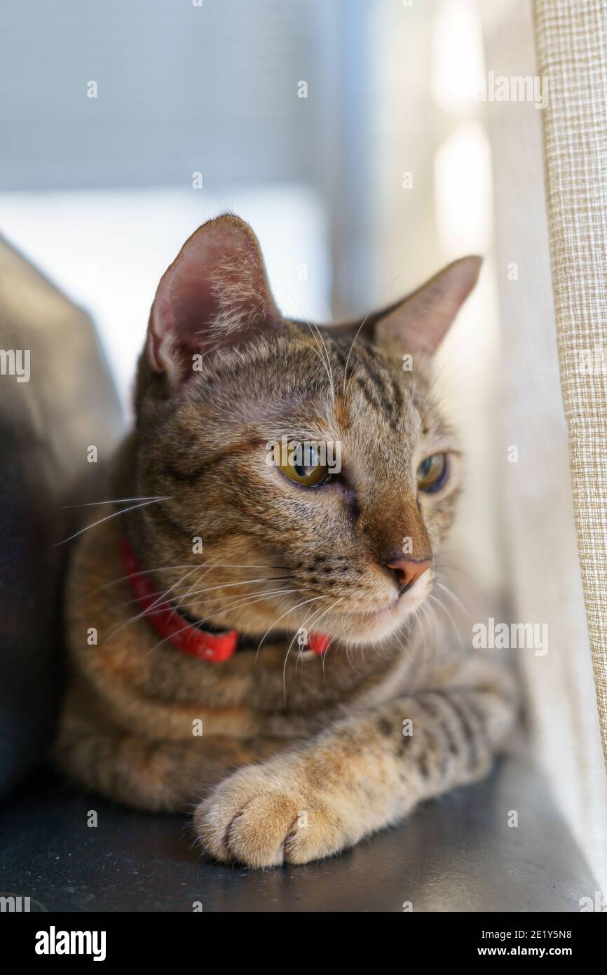 beautiful Asian cat looking through window glass outside on the black ...