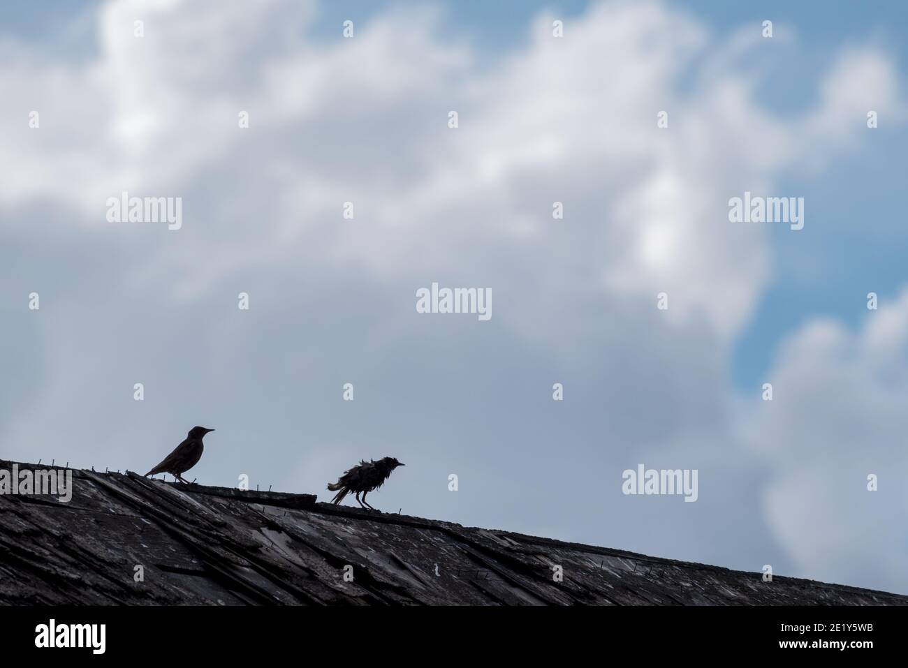 Starlings roof hi-res stock photography and images - Alamy