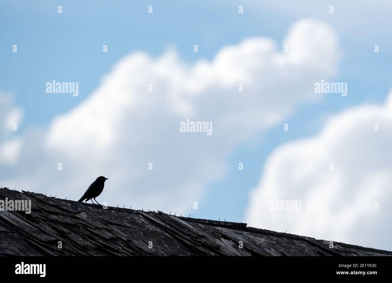 Starlings bird usa hi-res stock photography and images - Alamy