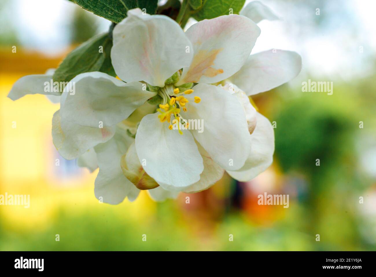 Beautiful white apple blossom flowers in spring time. Background with ...