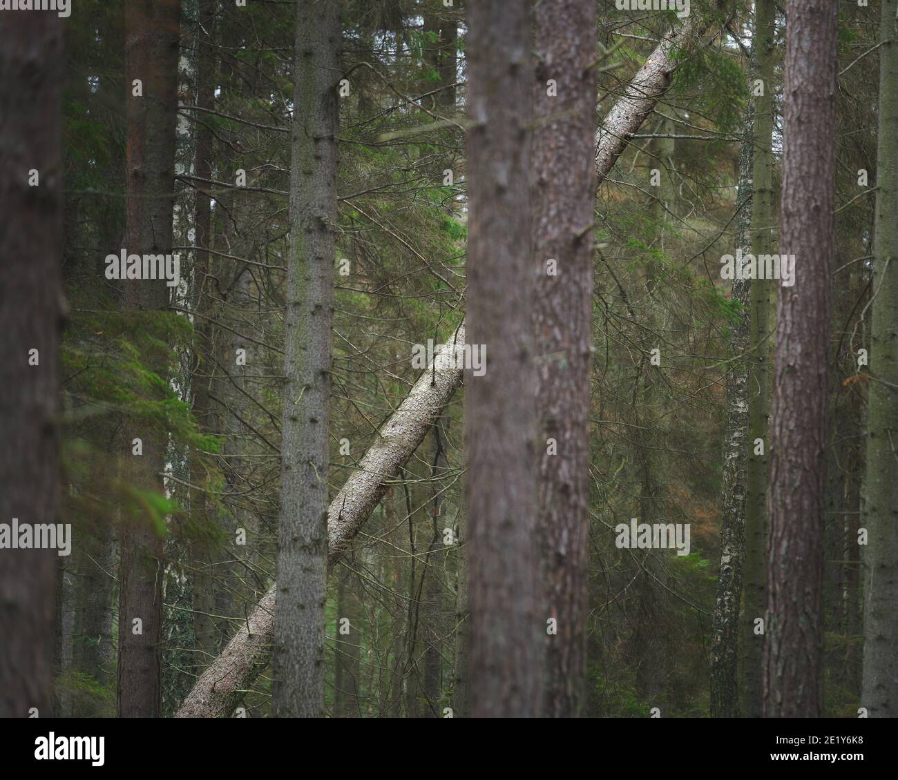 Trees Leaning Each Other High Resolution Stock Photography and Images ...