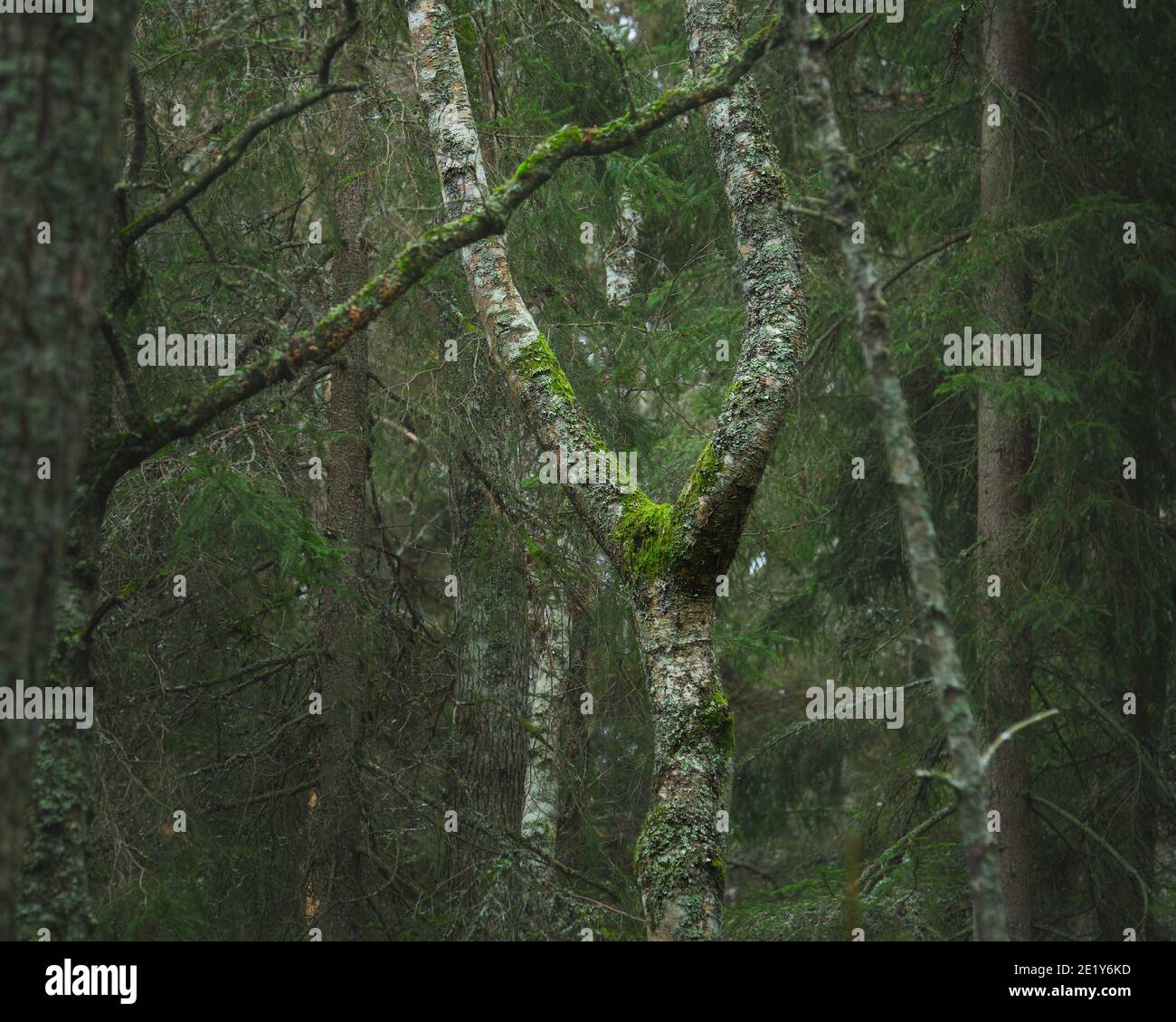 A tree in the forest that divides and goes in two different directions ...