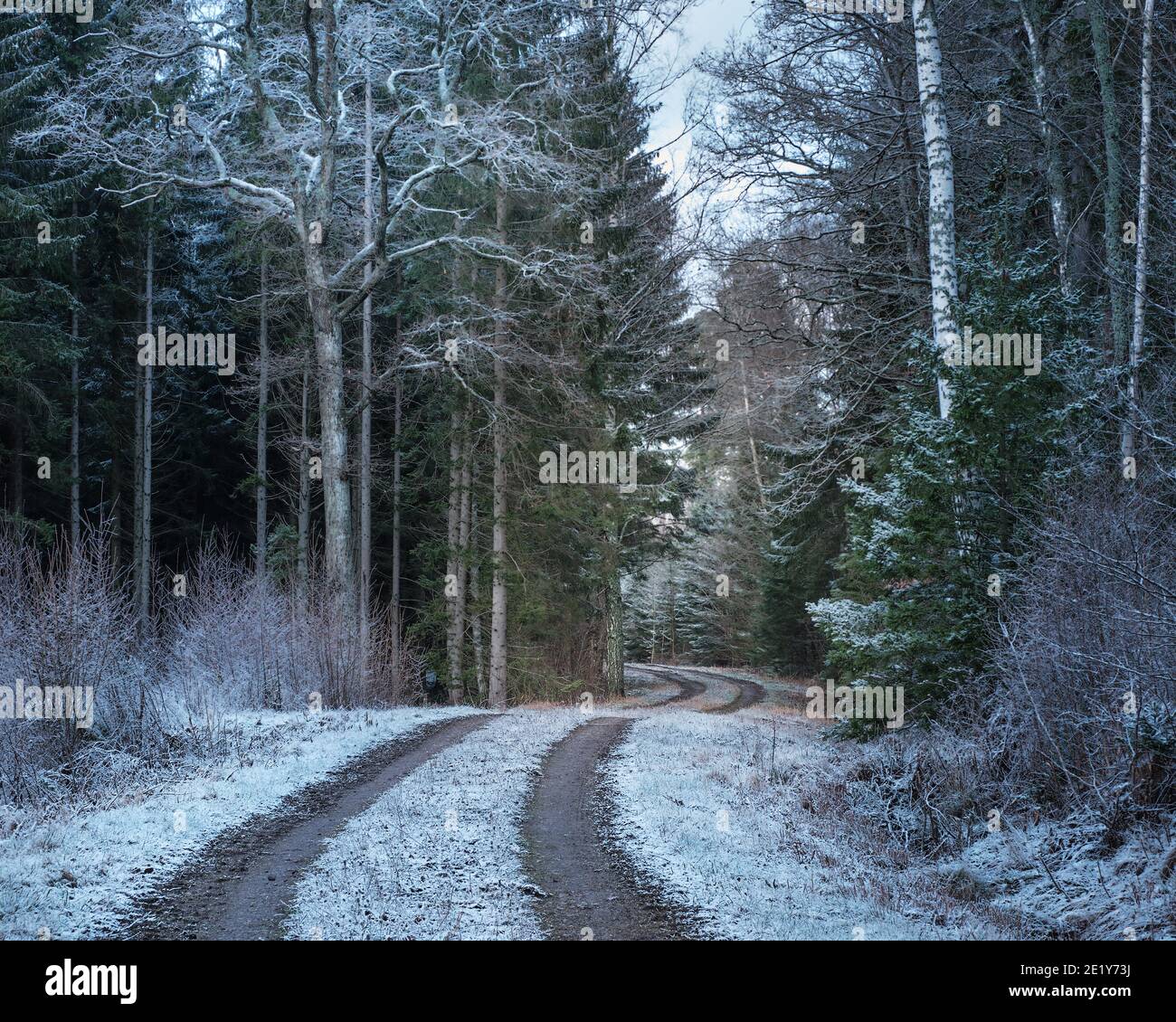 Forest road through the forest with snow on trees and the ground Stock ...