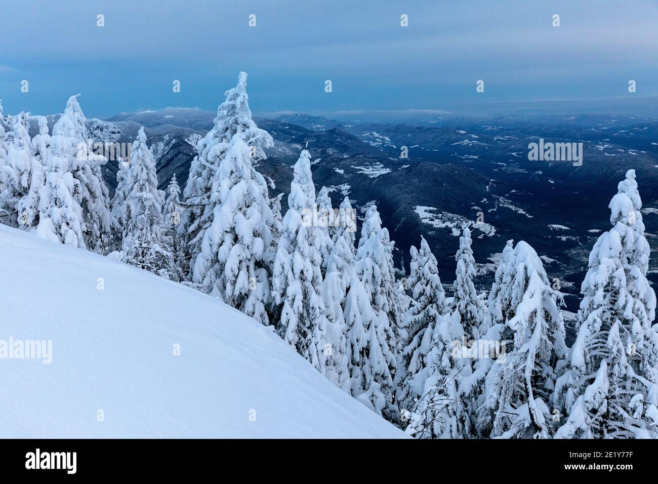Beautiful snow covered trees in an alpine ski resort Stock Photo - Alamy