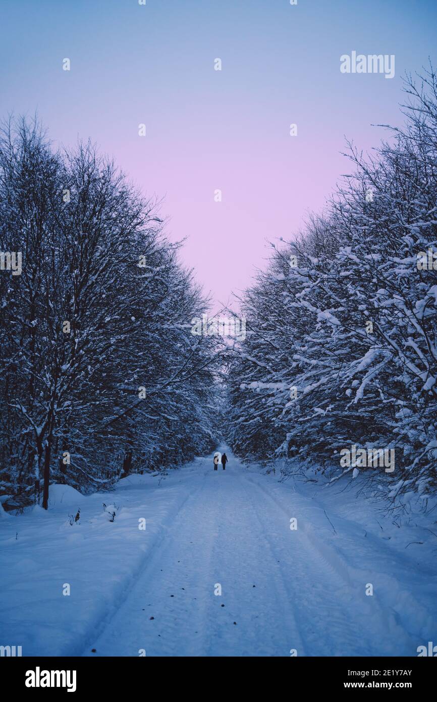 2 people walk in the snow along a forest path at sunset Stock Photo - Alamy