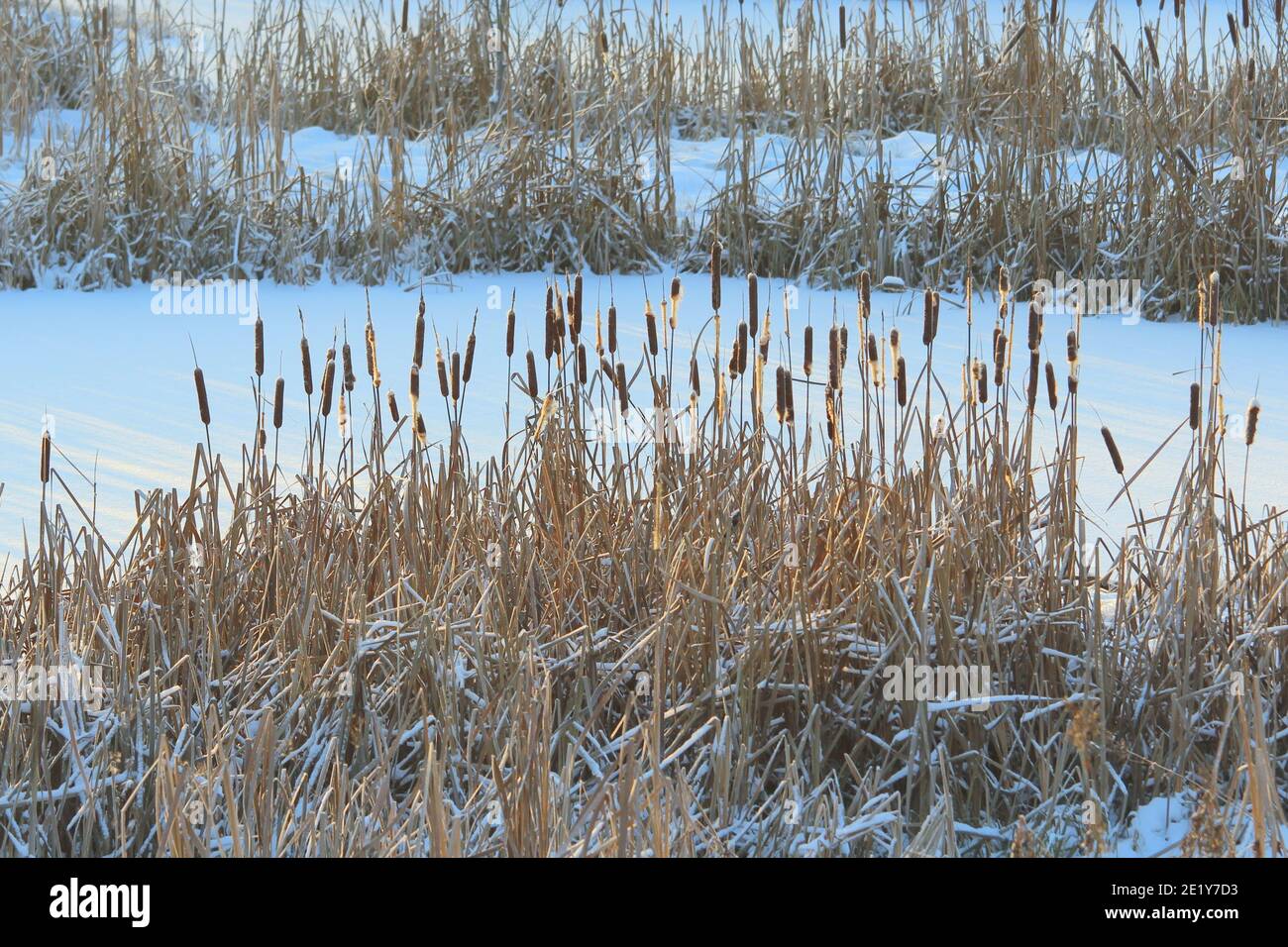 Cattail lit by the sun against the background of a snow-covered pond ...