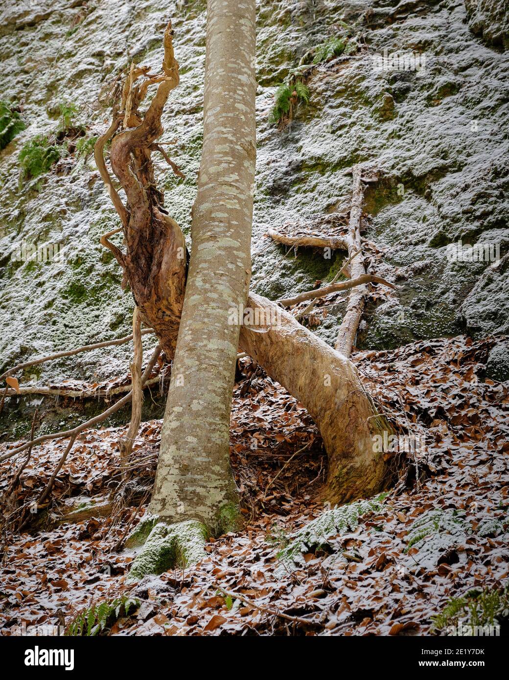 Funny tree winding around another tree with snow on the ground and a ...