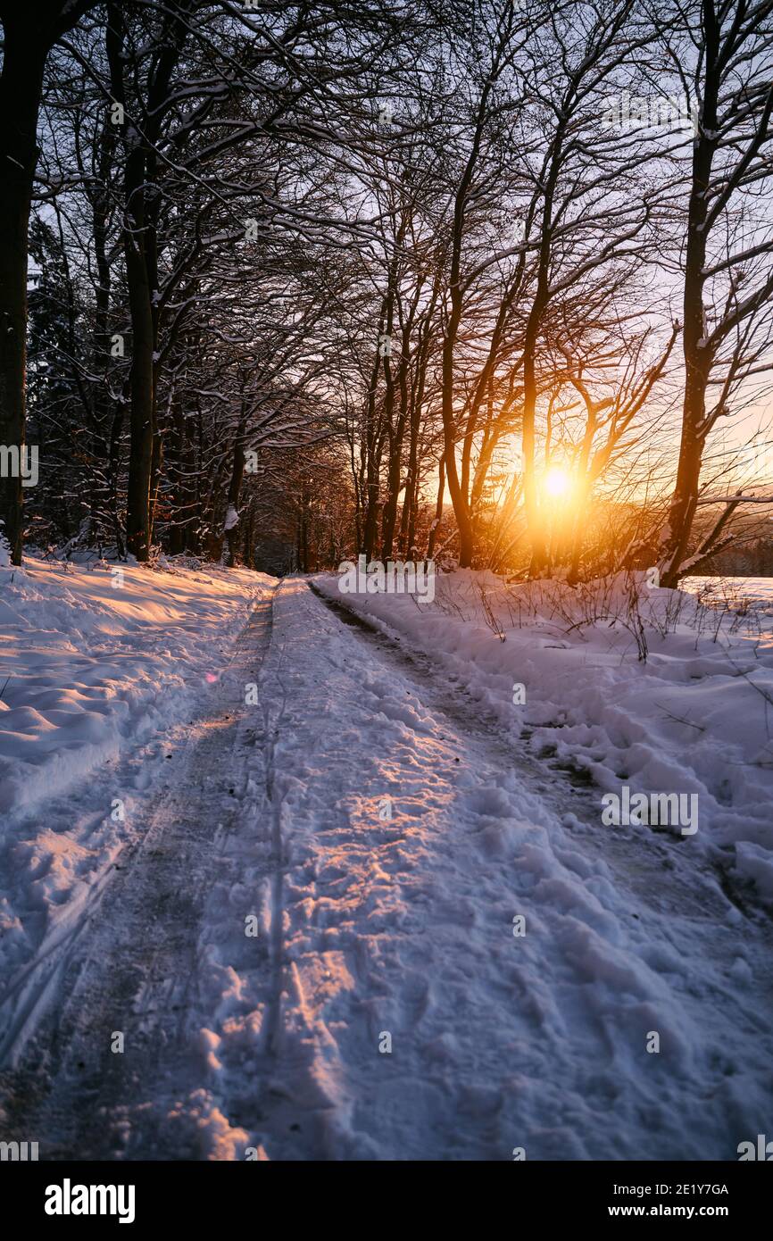 Forest path in winter, snowy and at sunset Stock Photo - Alamy