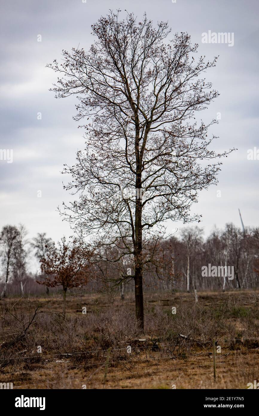 tree without leaves in a heather landscape Stock Photo - Alamy