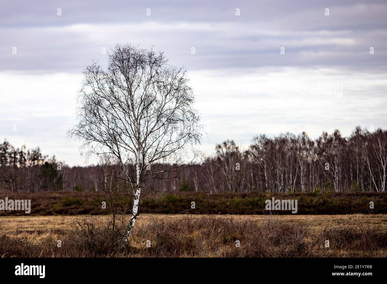 birch tree without leaves in a heather landscape Stock Photo - Alamy