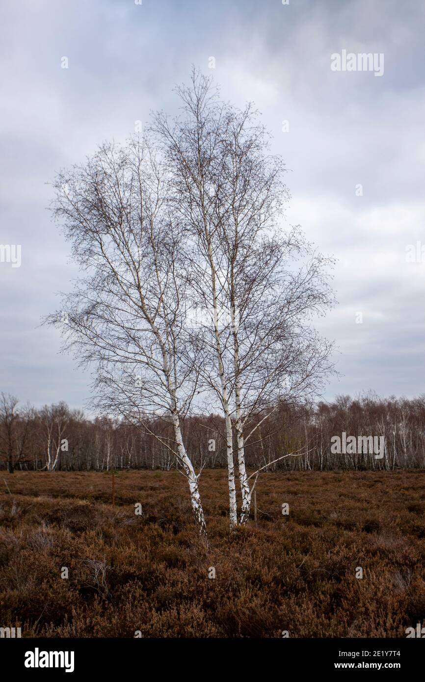 birch tree without leaves in a heather landscape Stock Photo - Alamy