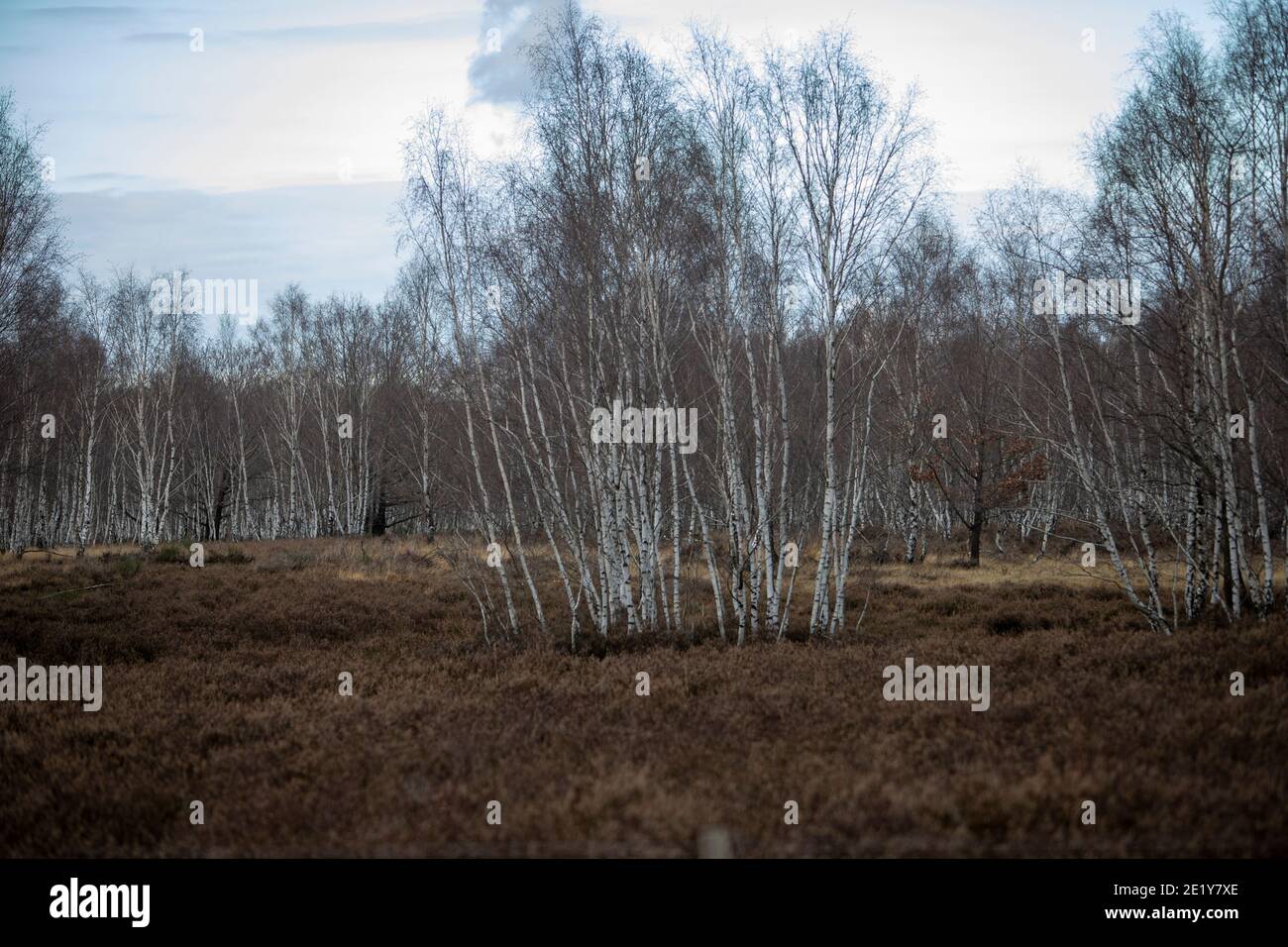 birch tree without leaves in a heather landscape Stock Photo - Alamy