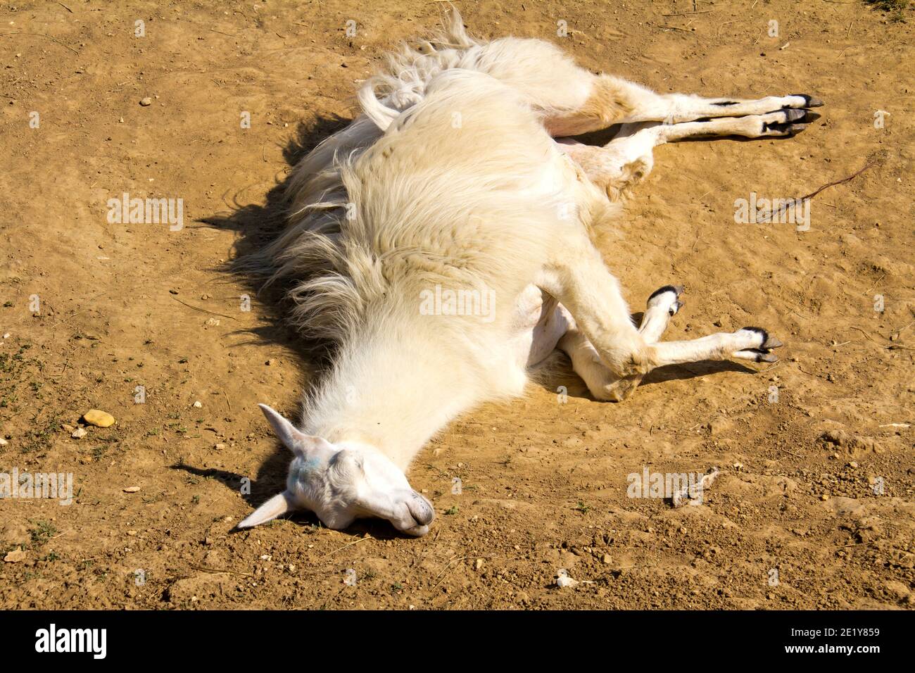 Sleeping llama hi-res stock photography and images - Alamy