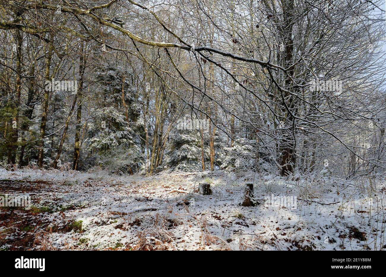 Snow in woodland near Gilmerton, Crieff, Perthsire Scotland with ...
