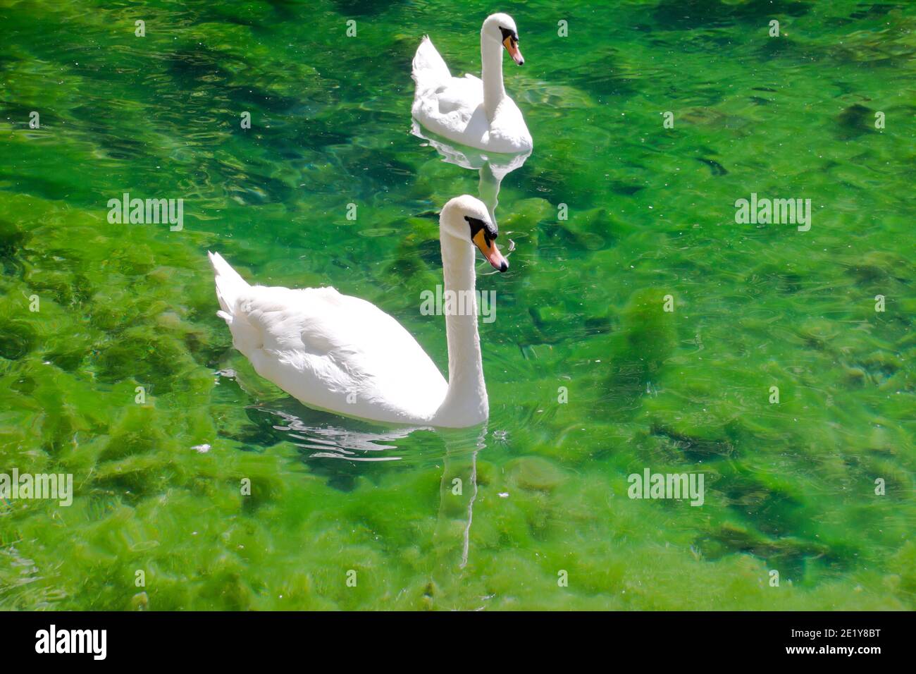 two swans swimming together Stock Photo - Alamy