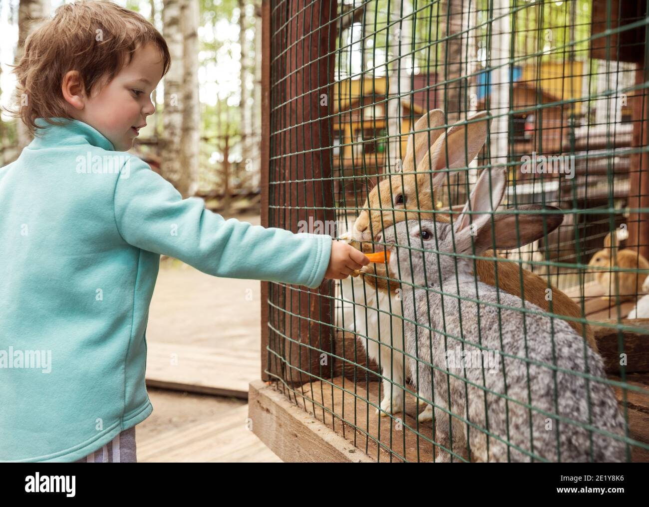 Little boy feeding rabbits in a cage with carrots Stock Photo - Alamy