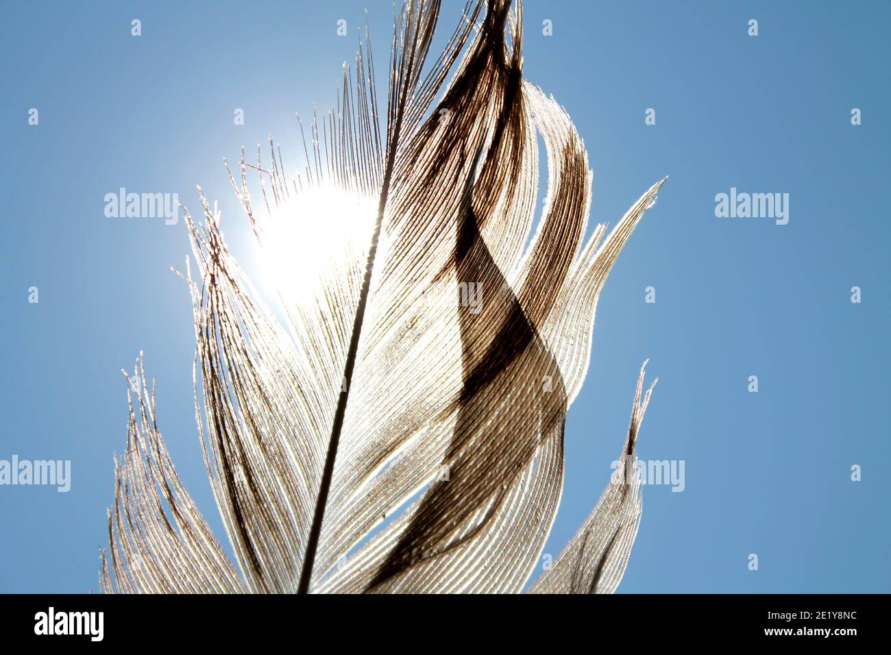 One large feather as symbol of peace and freedom on blue sky background ...
