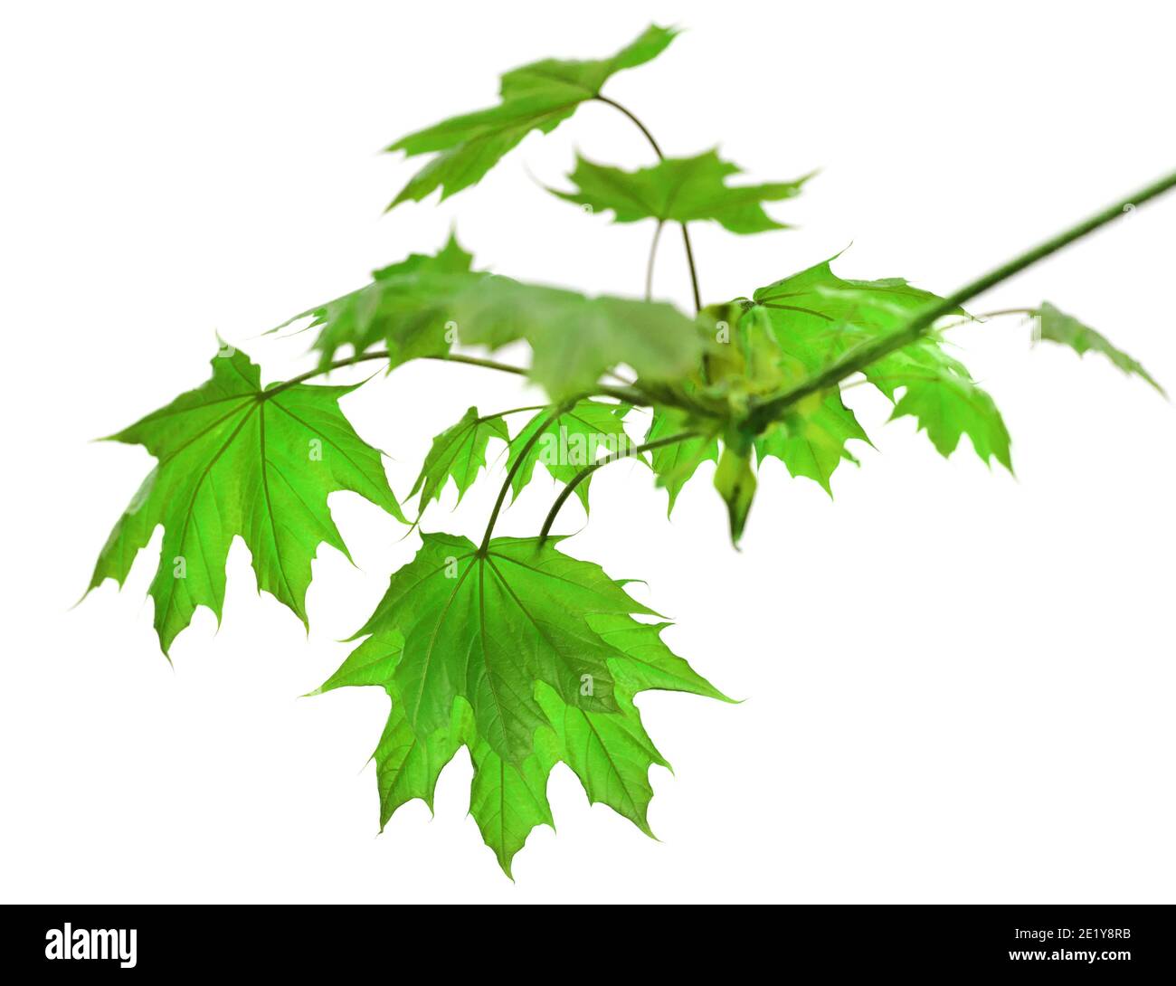 Branch of maple tree with green spring maple-leafs isolated on white ...