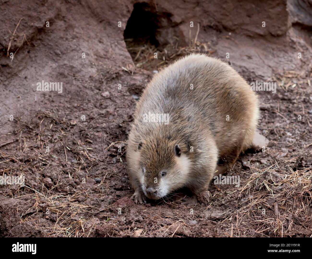 Young beaver hi-res stock photography and images - Alamy