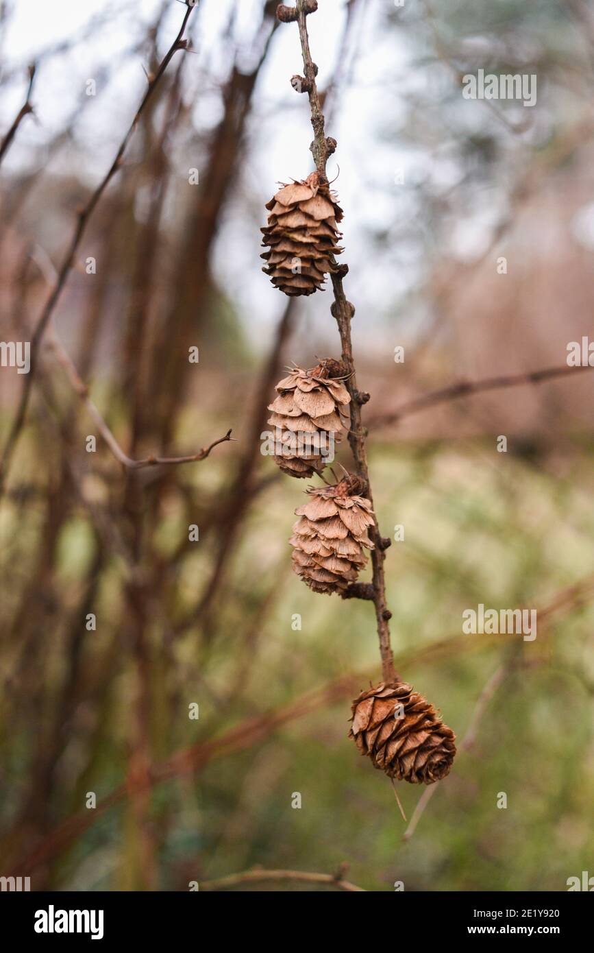 Seed ovulate cone hi-res stock photography and images - Alamy