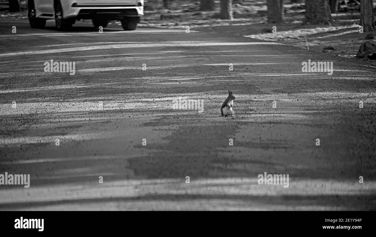 Paved road Black and White Stock Photos & Images - Alamy