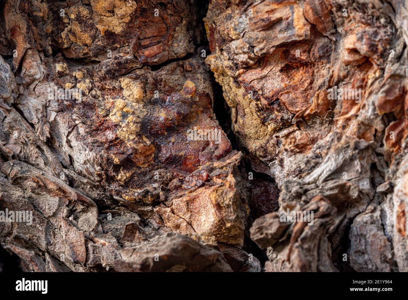 pine tree back for barkground, texture. Nature Stock Photo - Alamy