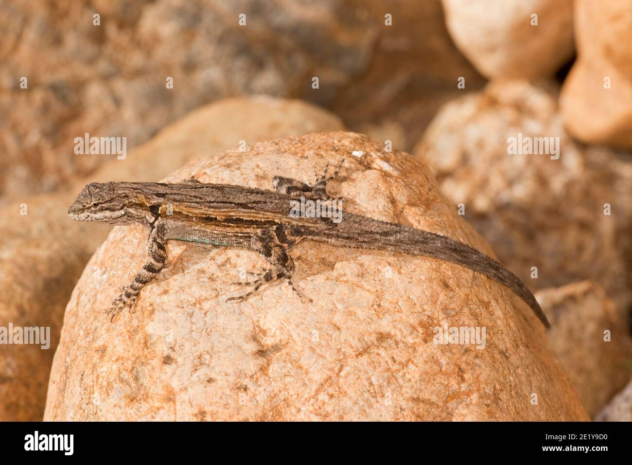 Tree lizard hi-res stock photography and images - Alamy