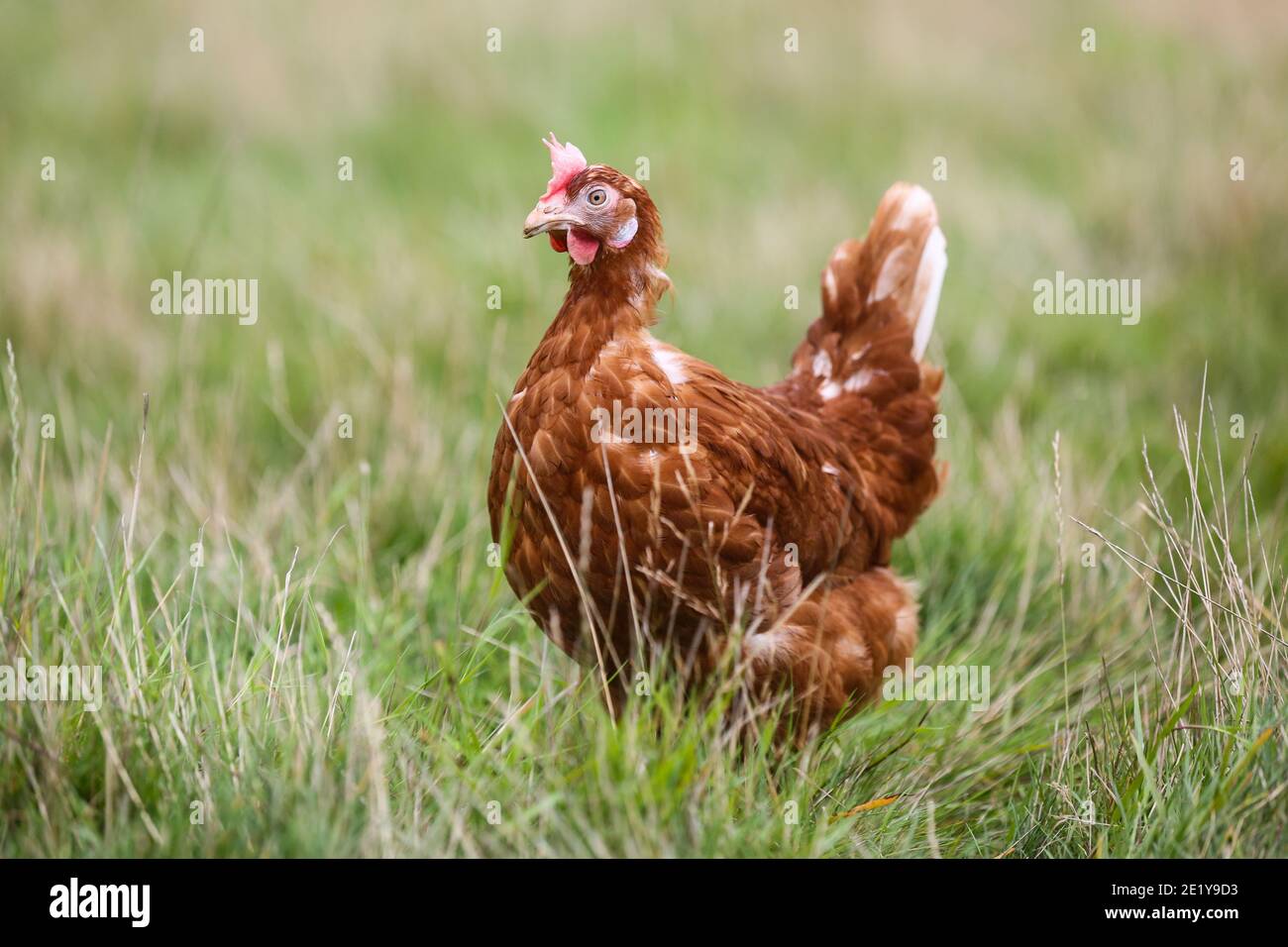 A free range laying hen on a British farm in Leicestershire, UK Stock ...