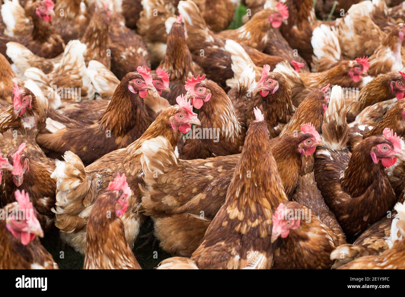 What Breed Are Commercial Laying Hens Uk at Matthew Mendelsohn blog