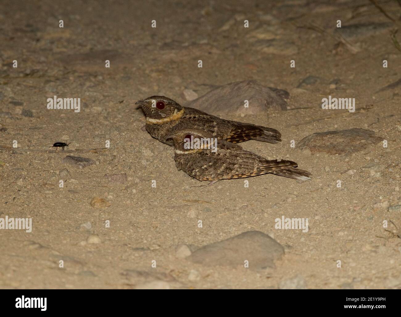 Nightjars hi-res stock photography and images - Alamy
