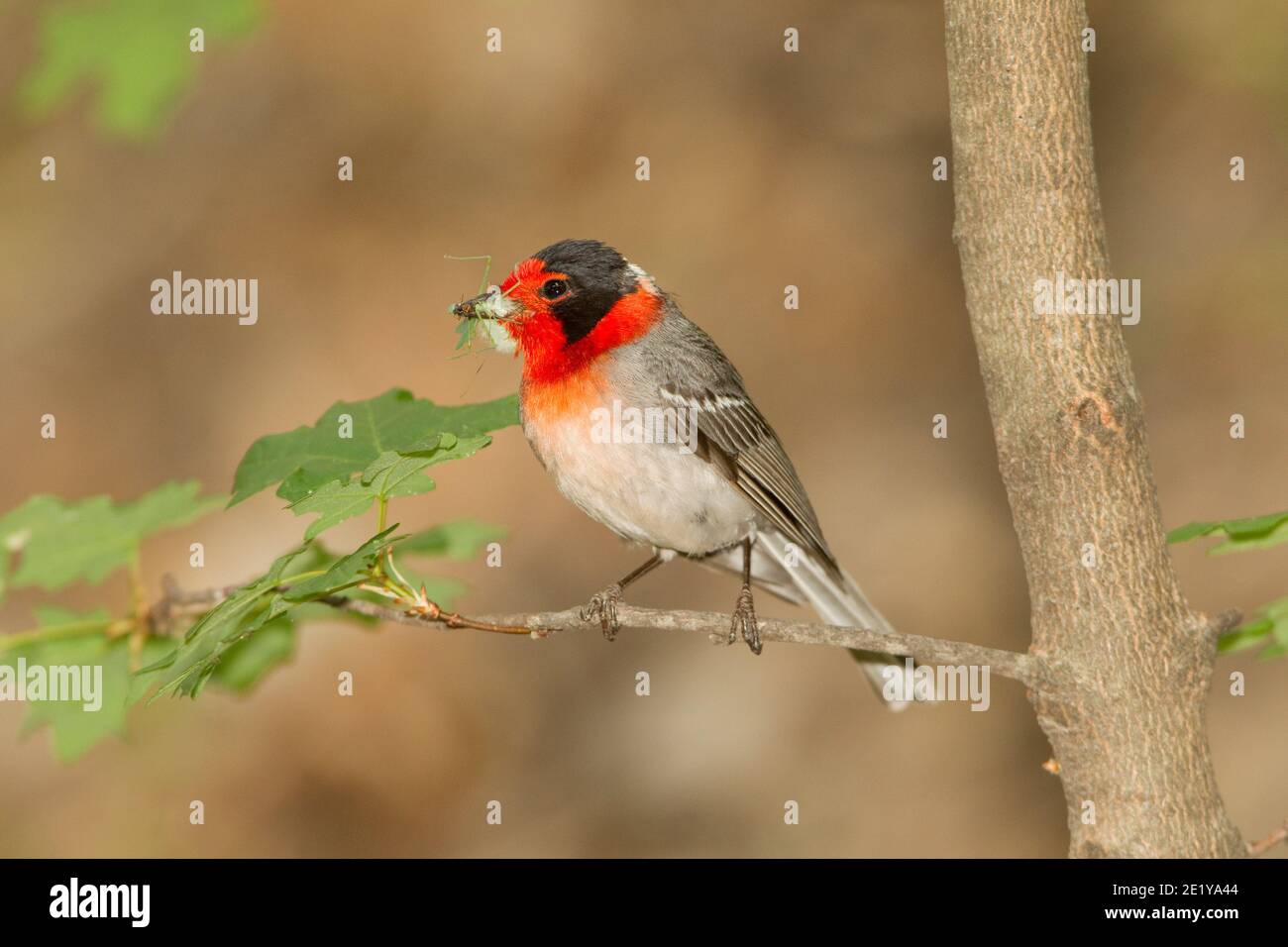 Red-faced Warbler, Cardellina rubrifrons, with moth larva in beak Stock ...