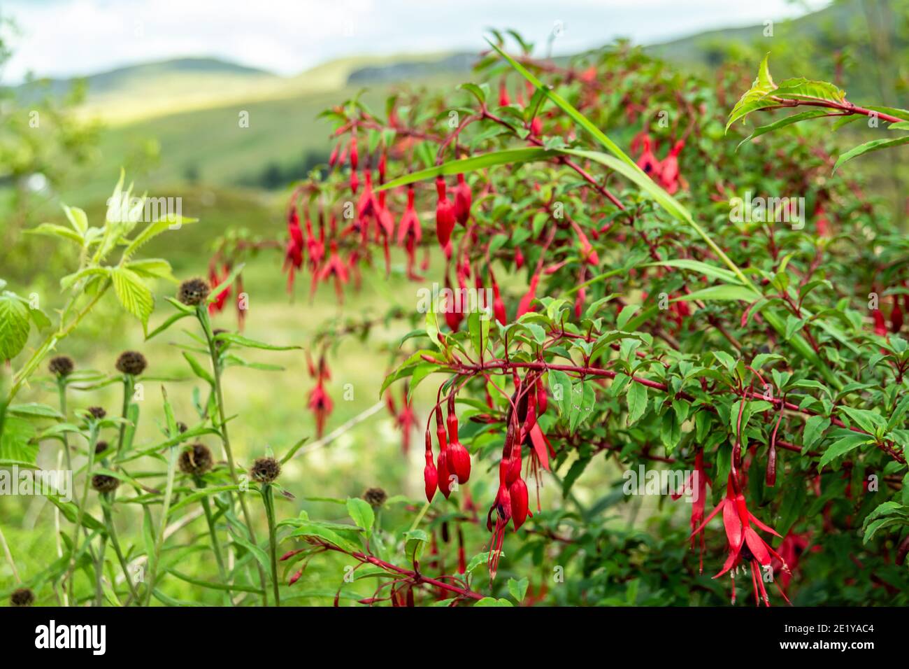 Spring flowers donegal hi-res stock photography and images - Alamy
