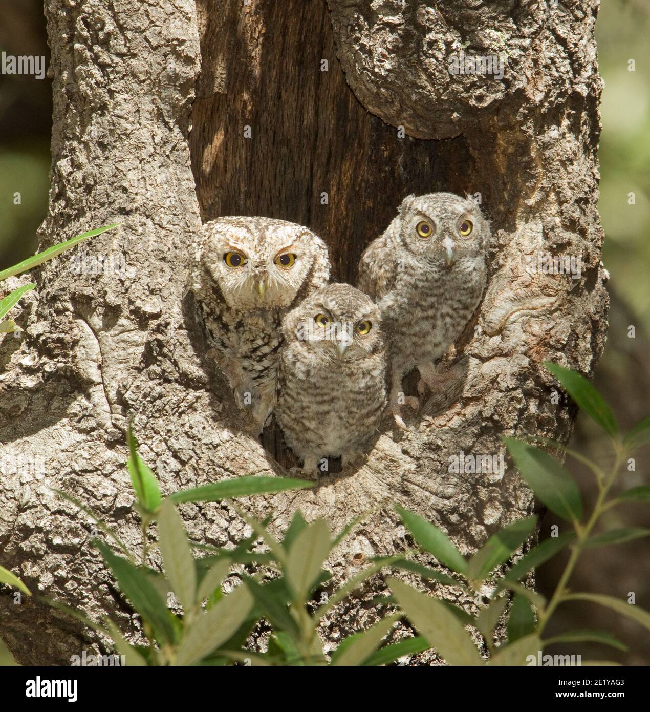 Whiskered Screech-Owl female and nestlings in nest cavity, Otus ...