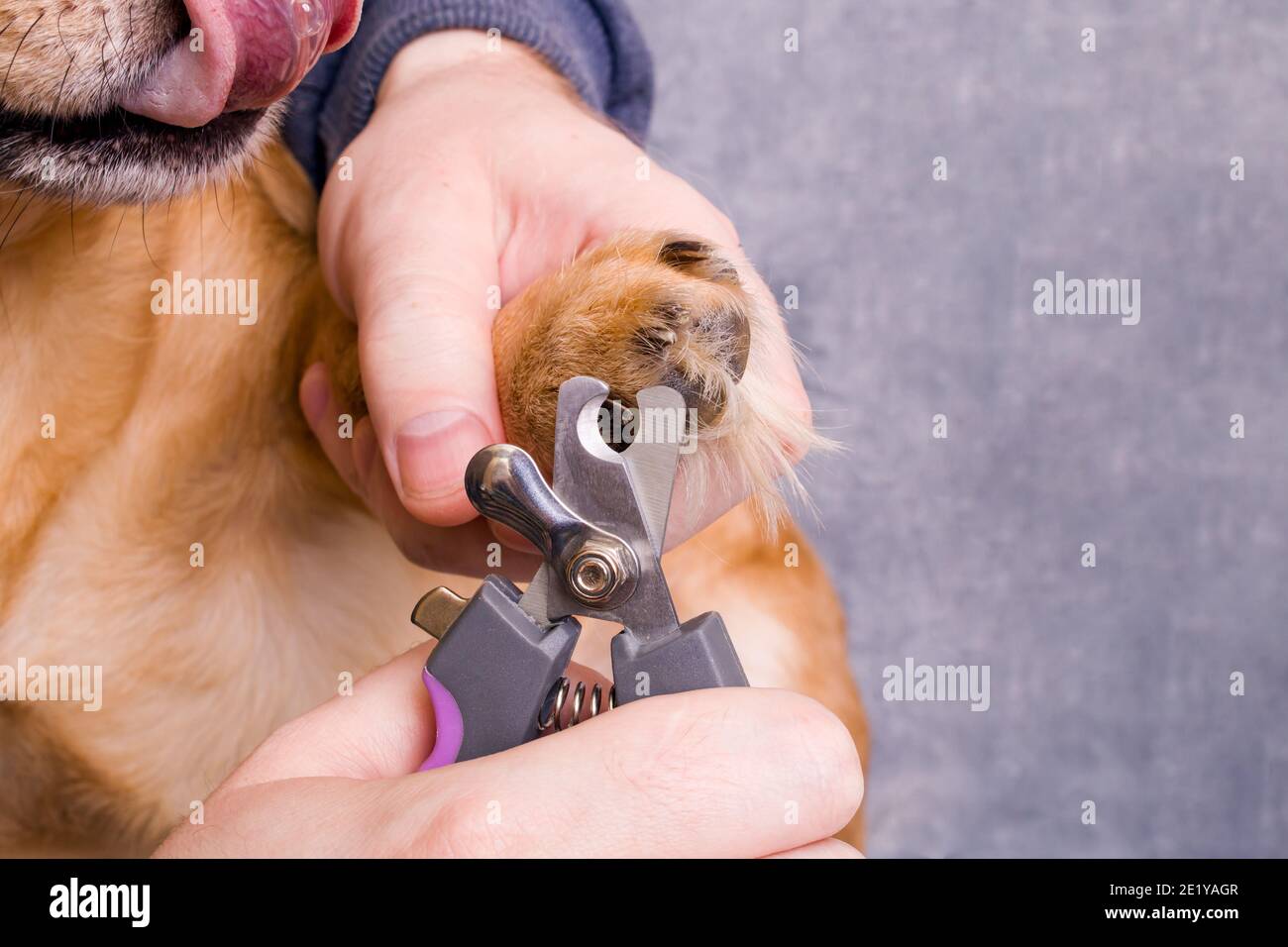 Claw trimming hi-res stock photography and images - Alamy