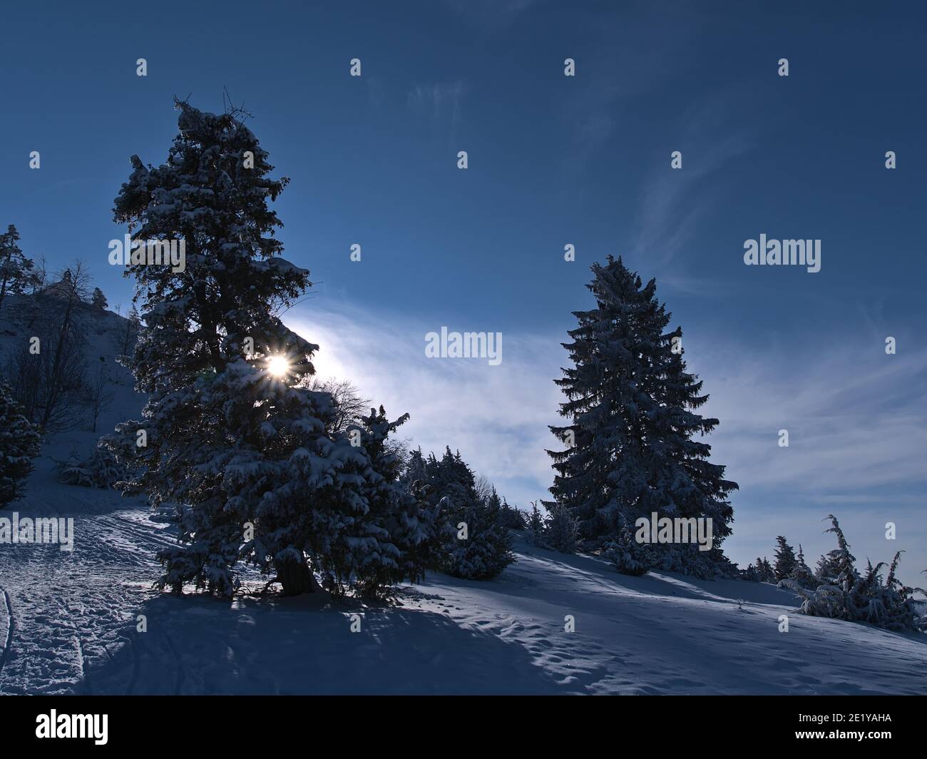 Light shining through tree hi-res stock photography and images - Alamy