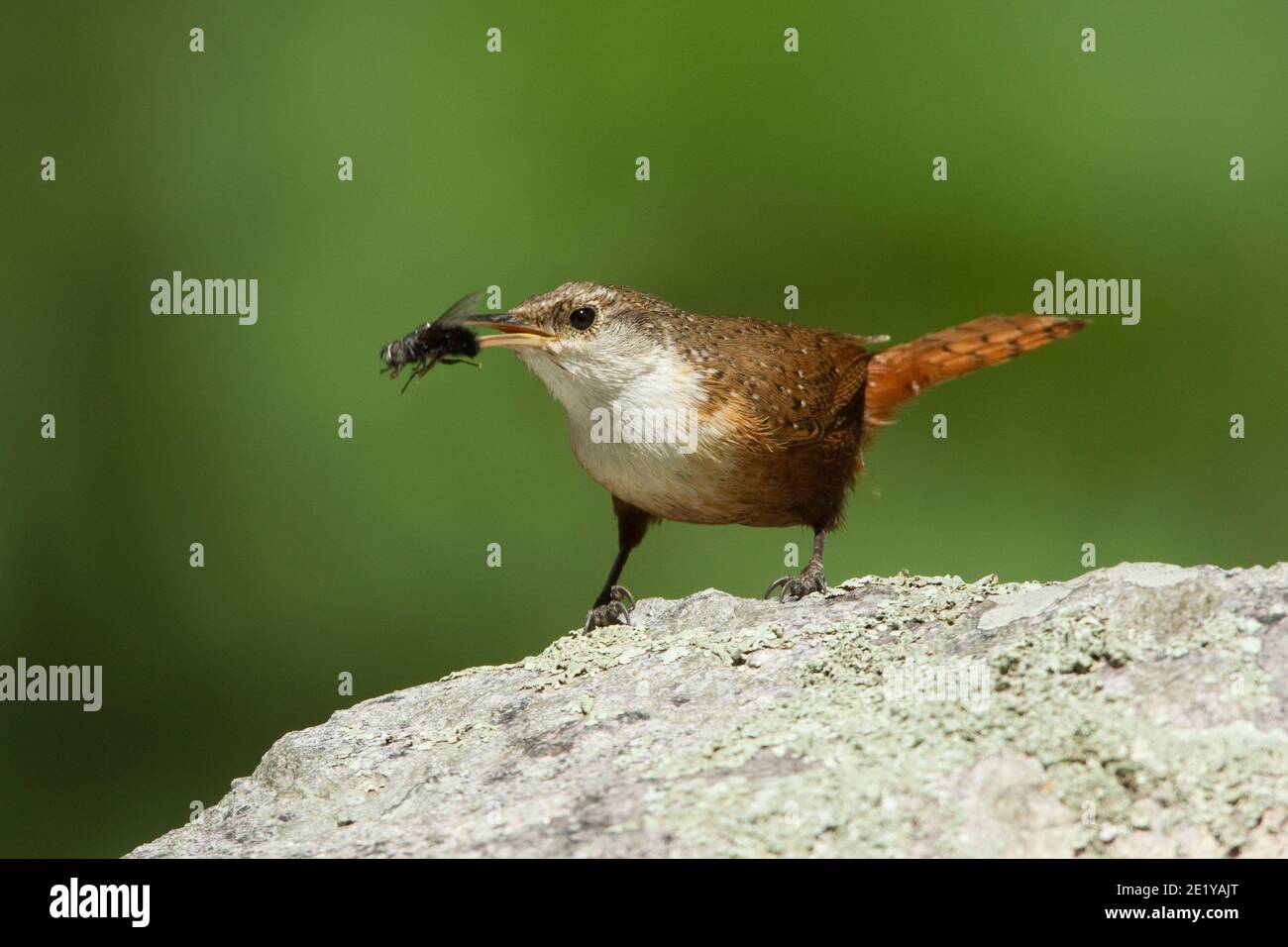 Canyon Wren, Catherpes mexicanus, eating fly Stock Photo - Alamy