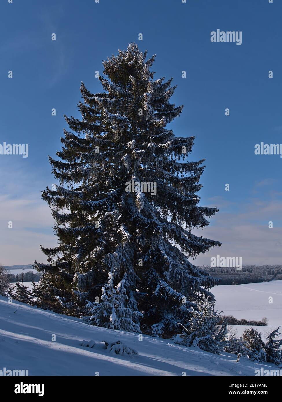 Portrait view of snow-covered coniferous tree in winter season with ...