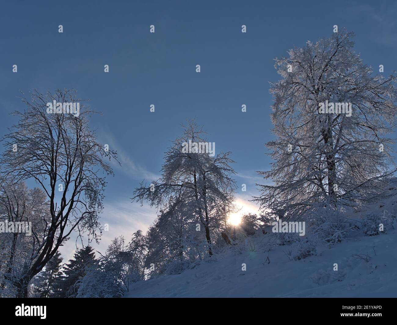 Sunlight shining on winter trees hi-res stock photography and images ...