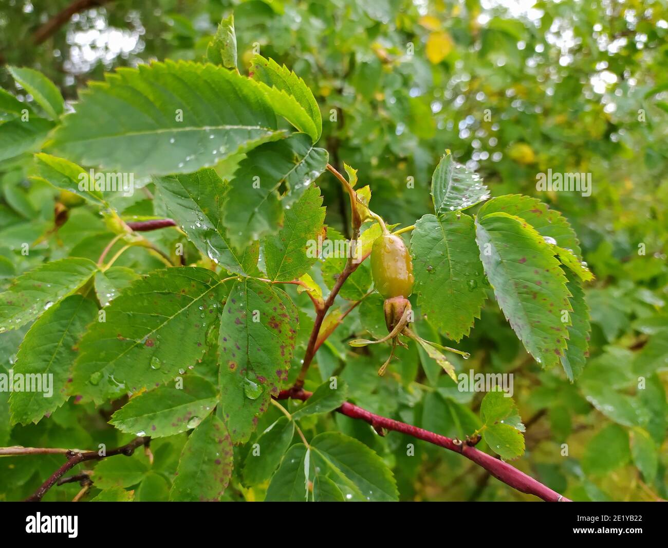 Green rosehip berry close-up against a backdrop of red branches and ...