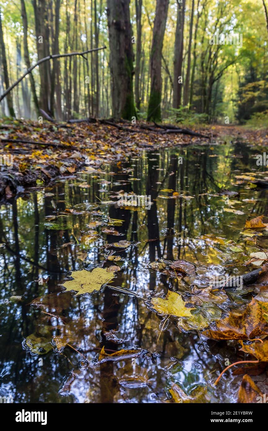 reflection of trees in puddles, fallen yellow leaves, autumn forest ...