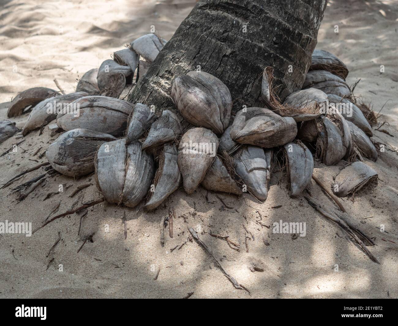 Phylum of coconut tree on sand decorated by coconut clusters Stock ...