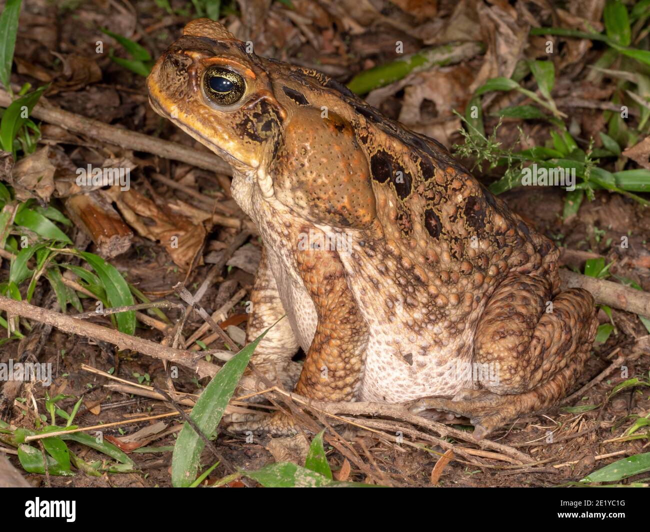A very large female cane toad (Rhinella marina) in the rainforest ...