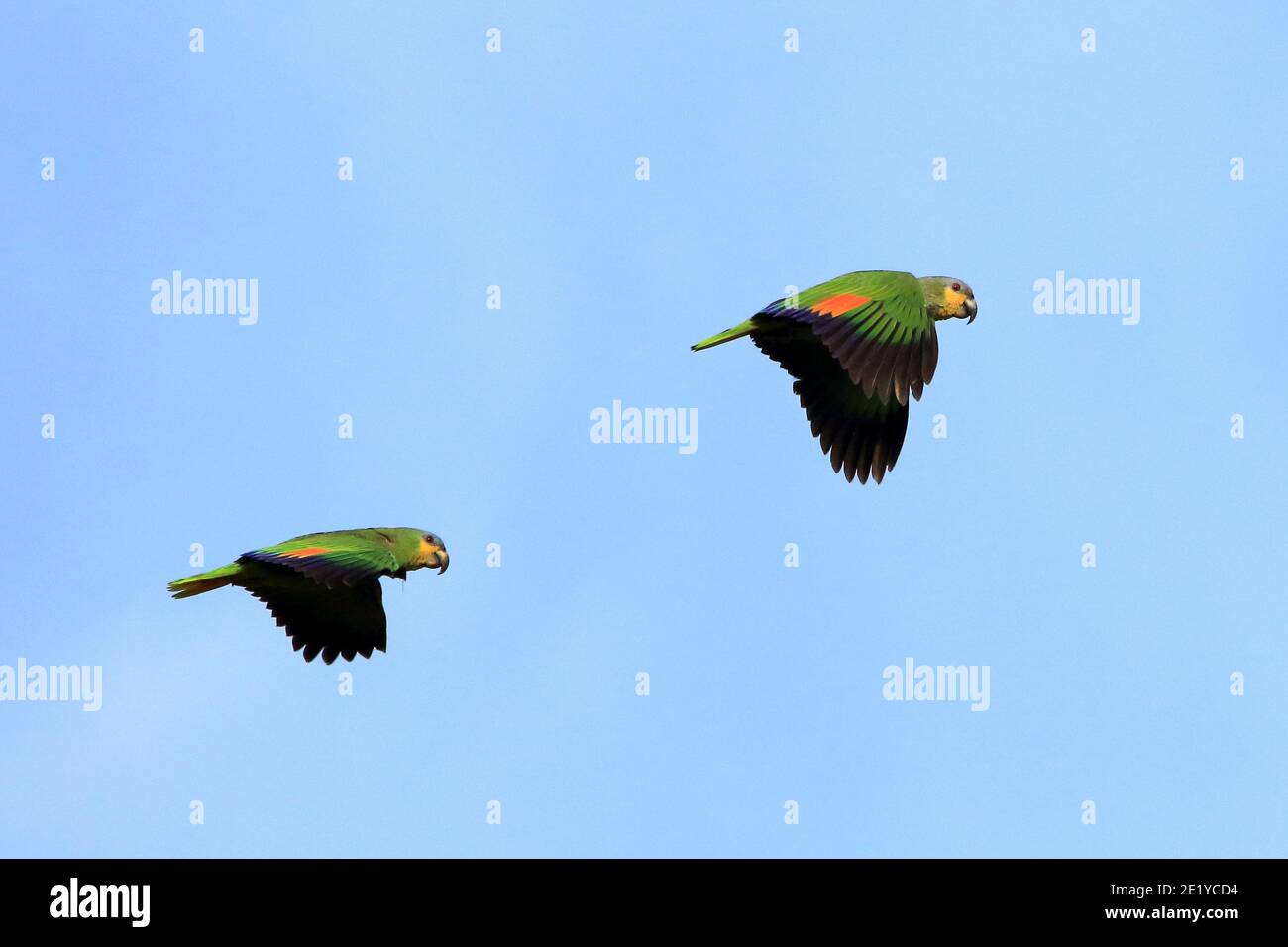 couple of Orange-winged Parrot (Amazona amazonica) flying over a blue ...