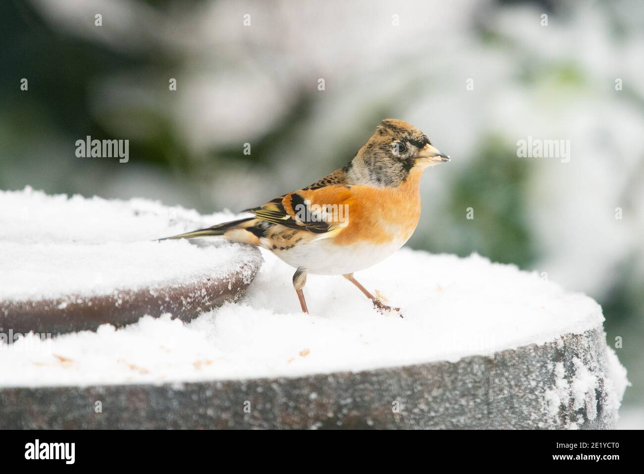 Brambling garden bird snow uk hi-res stock photography and images - Alamy